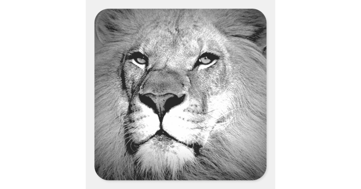 Black & White Lion Square Sticker | Zazzle