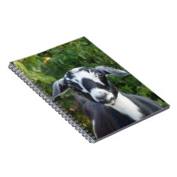 Black & White Mini Nubian Dairy Goat Notebook | Zazzle