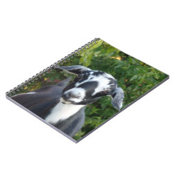 Black & White Mini Nubian Dairy Goat Notebook | Zazzle
