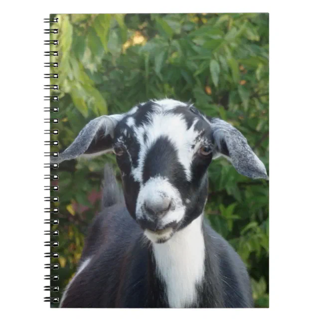 Black & White Mini Nubian Dairy Goat Notebook | Zazzle