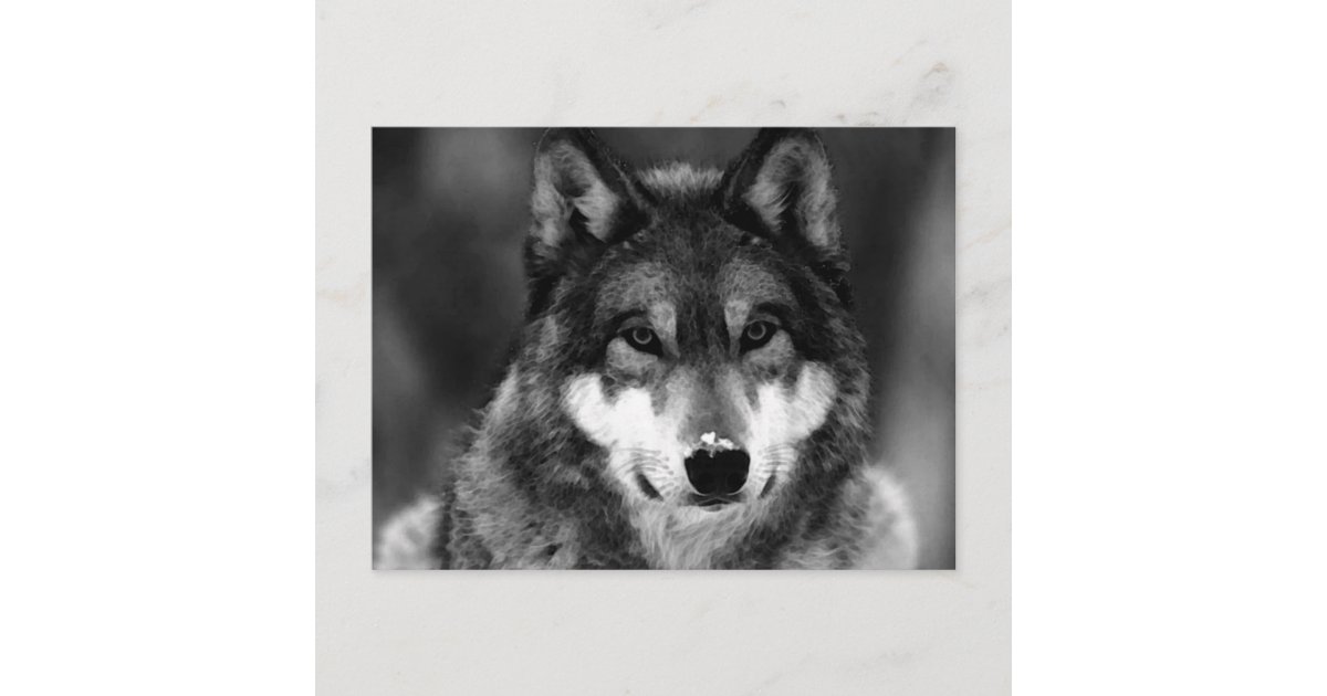 Black & White Wolf Postcard | Zazzle