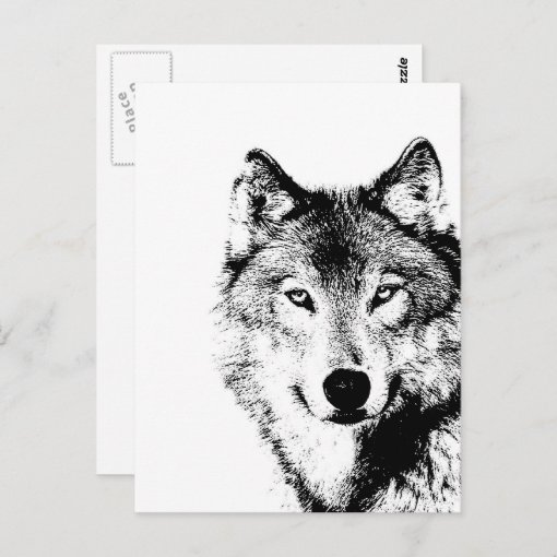 Black & White Wolf Postcard | Zazzle