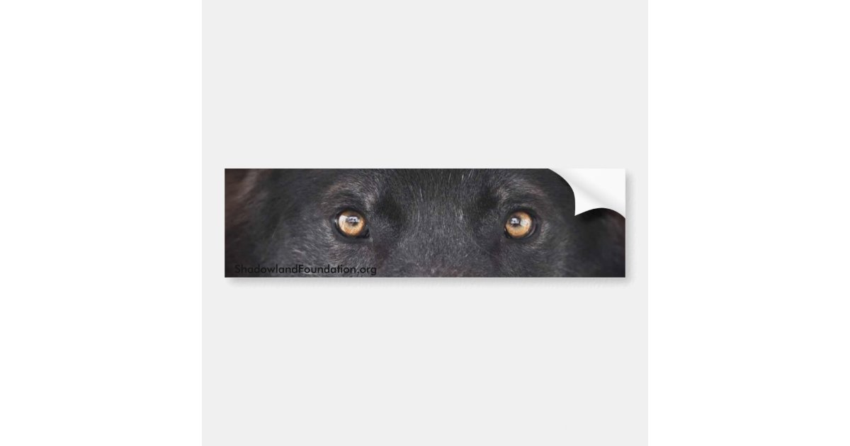 Black Wolf Eyes Bumper Sticker | Zazzle