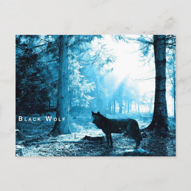 Black Wolf Postcard | Zazzle