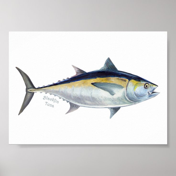 Blackfin Tuna fish poster. Poster | Zazzle
