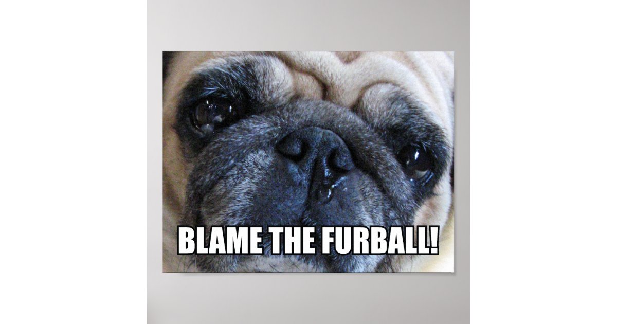 BLAME THE FURBALL! ALLERGY MEME POSTER | Zazzle