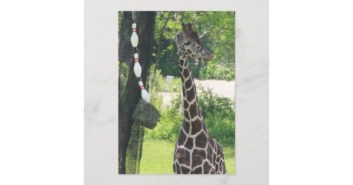 Blank Note Card - Customizable - Giraffe | Zazzle.com