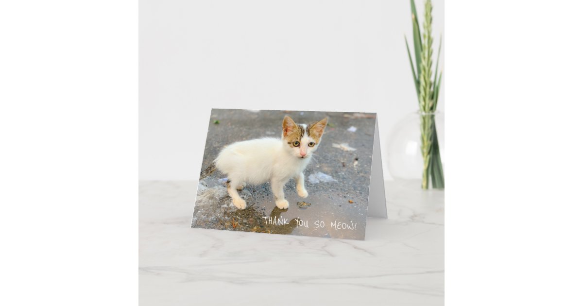 BLANK THANK YOU SO MEOW! THANK YOU CARD | Zazzle