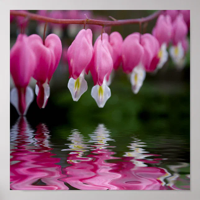 bleeding heart flower poster | Zazzle