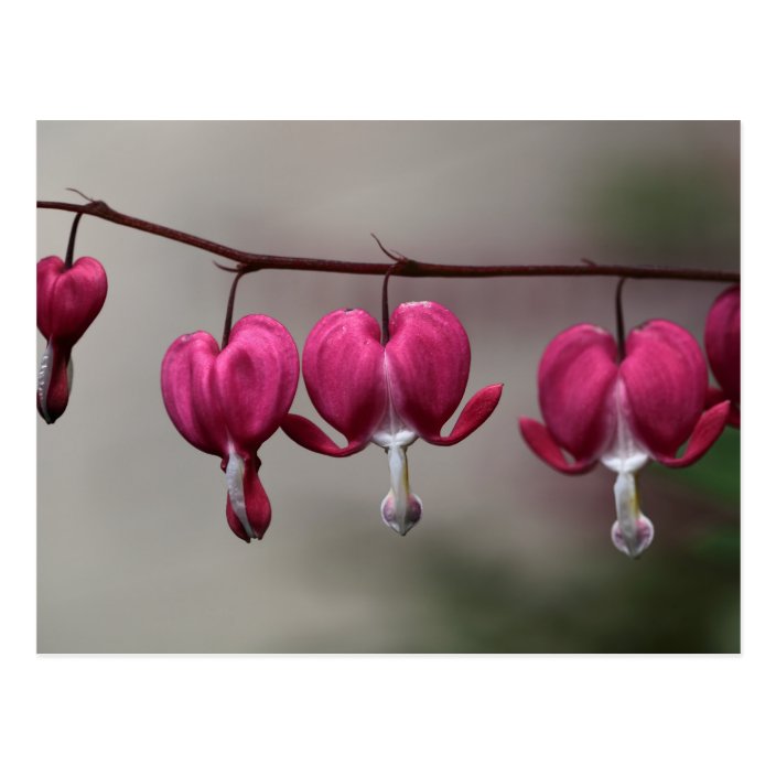 Bleeding Heart Flowers Postcard | Zazzle.com