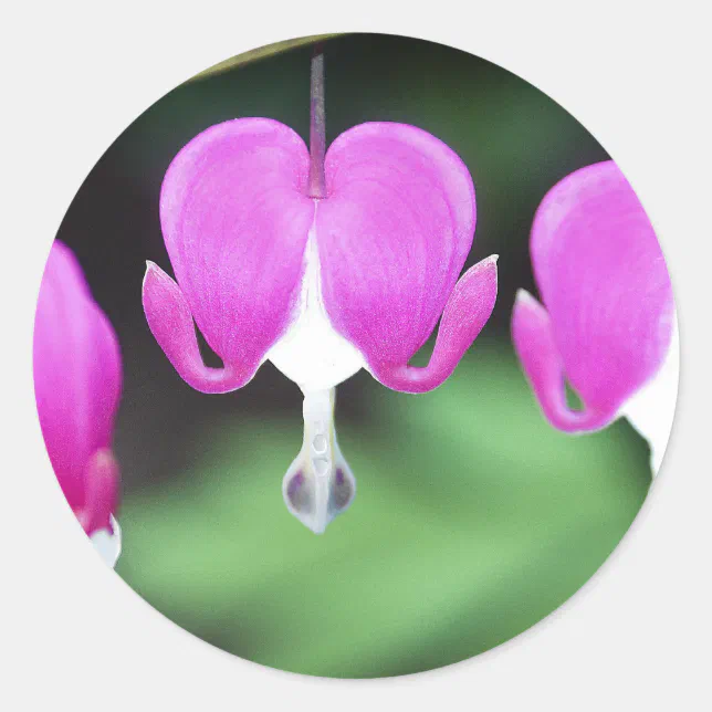 Bleeding Hearts Classic Round Sticker | Zazzle