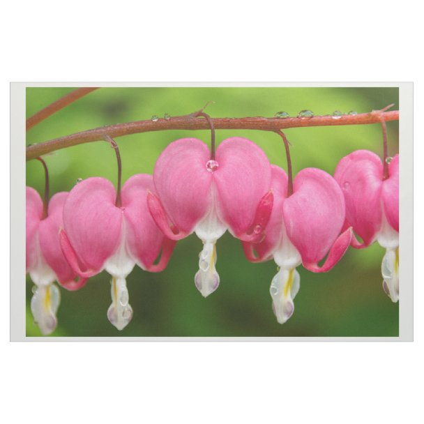 Bleeding Hearts in the Rain Fabric | Zazzle
