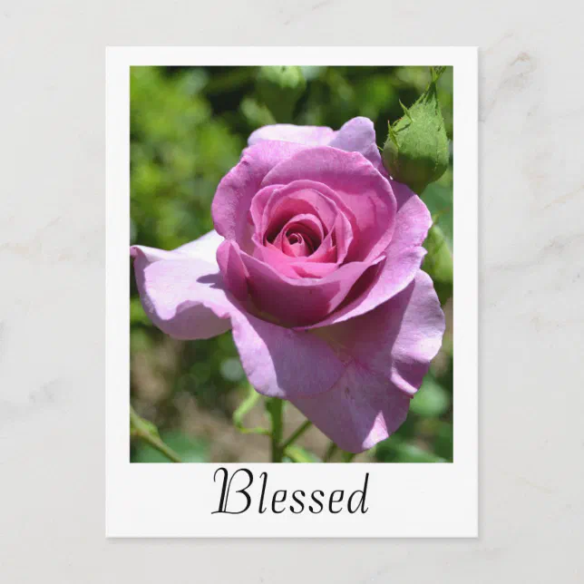 Blessings Rose Postcard | Zazzle