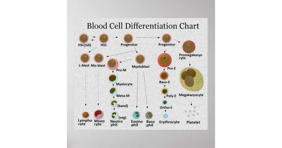 Blood Cell Differentiation Chart | Zazzle