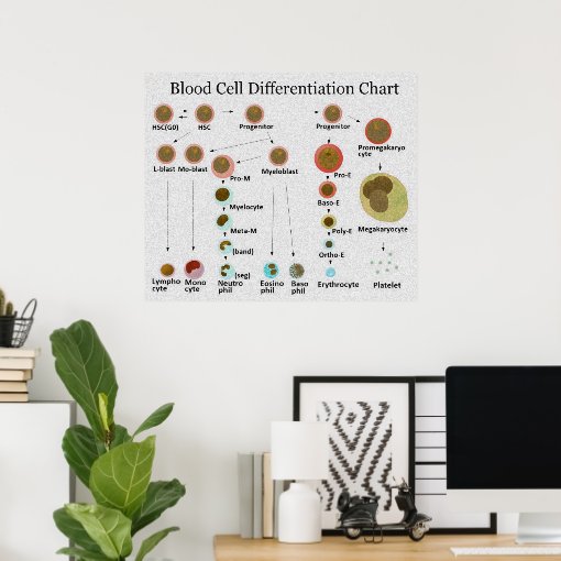 Blood Cell Differentiation Chart | Zazzle