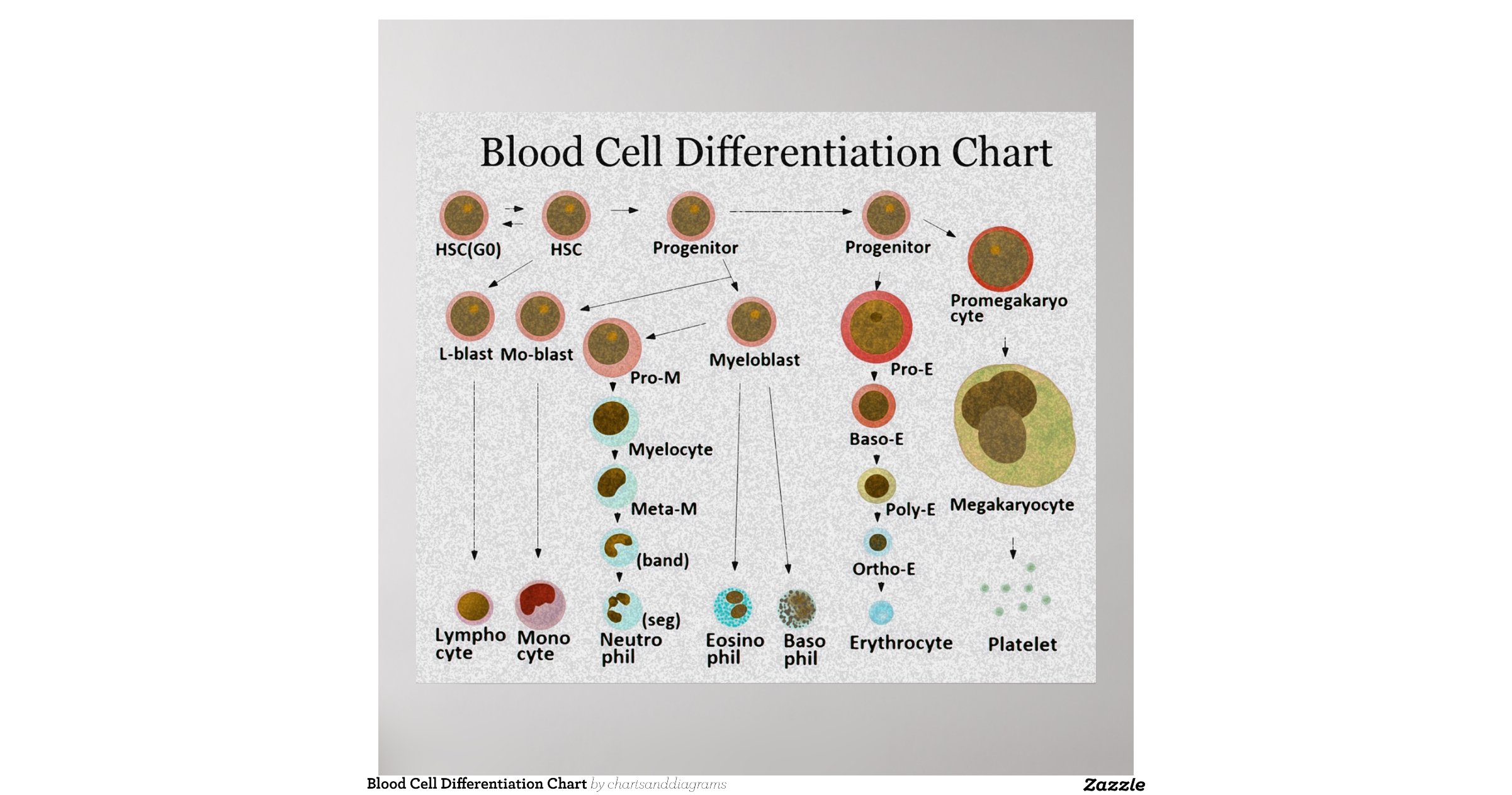 blood_cell_differentiation_chart_poster ...