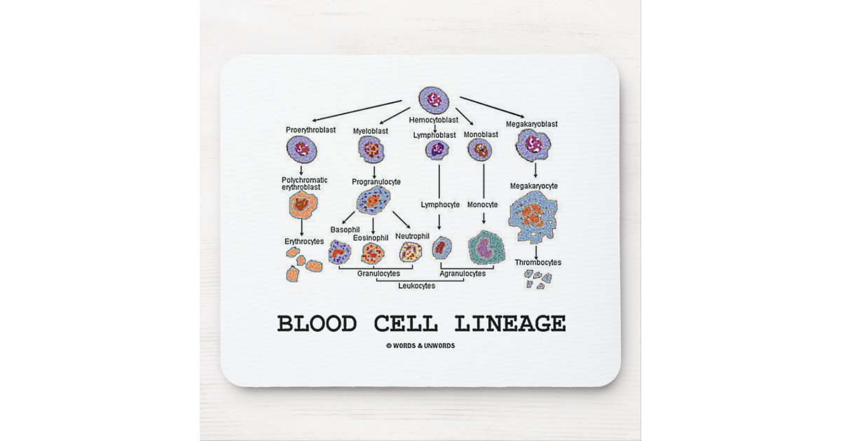 Blood Cell Lineage (Biology Health Medicine) Mouse Pad | Zazzle