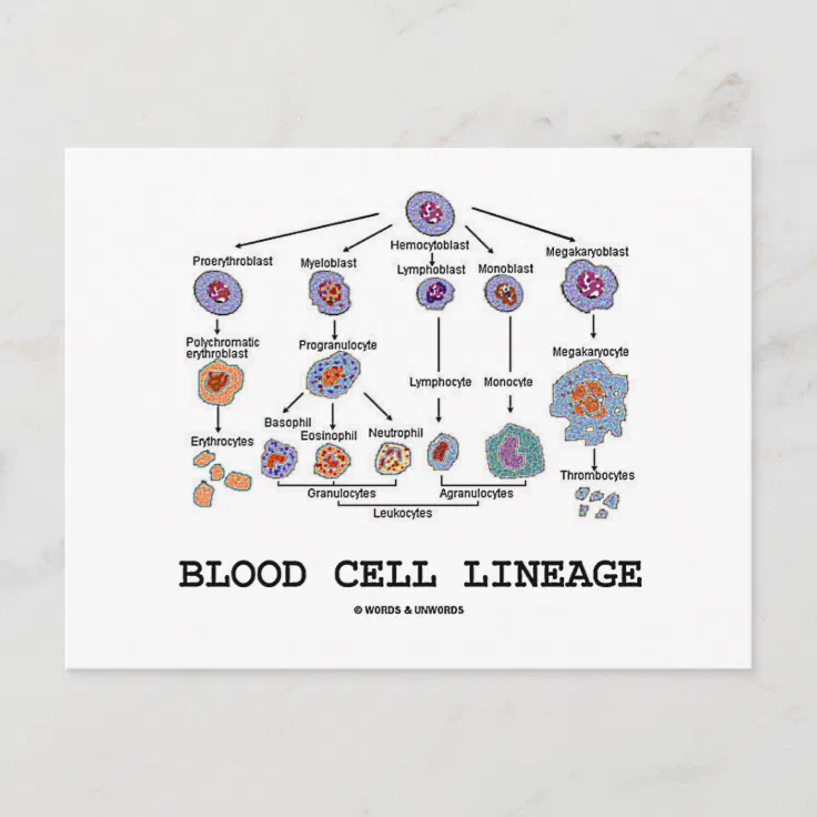 Blood Cell Lineage (Biology Health Medicine) Postcard | Zazzle