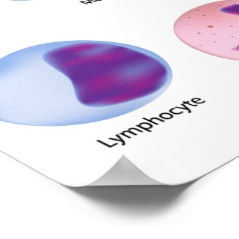 Blood cells Poster | Zazzle