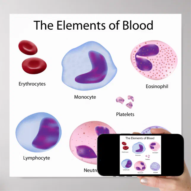 Blood cells Poster | Zazzle