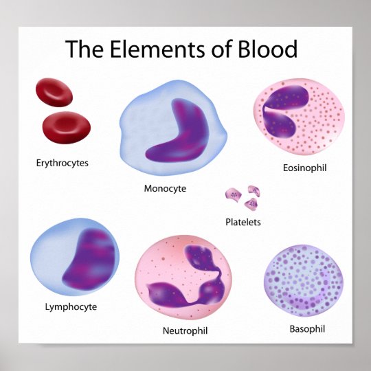 Blood cells Poster | Zazzle.com