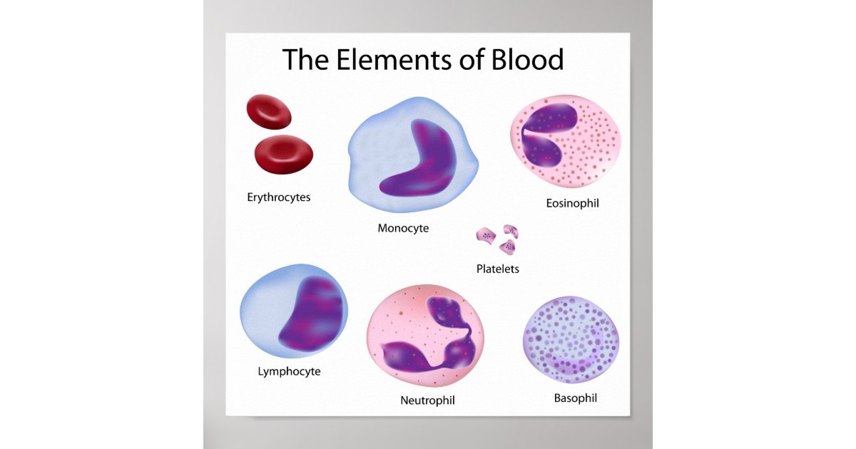 Blood cells Poster | Zazzle