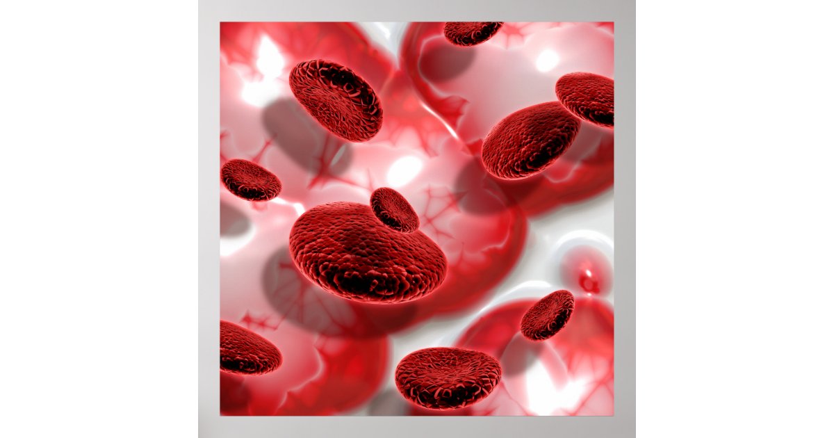 Blood Cells Poster | Zazzle