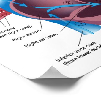 Blood flow through the heart poster | Zazzle