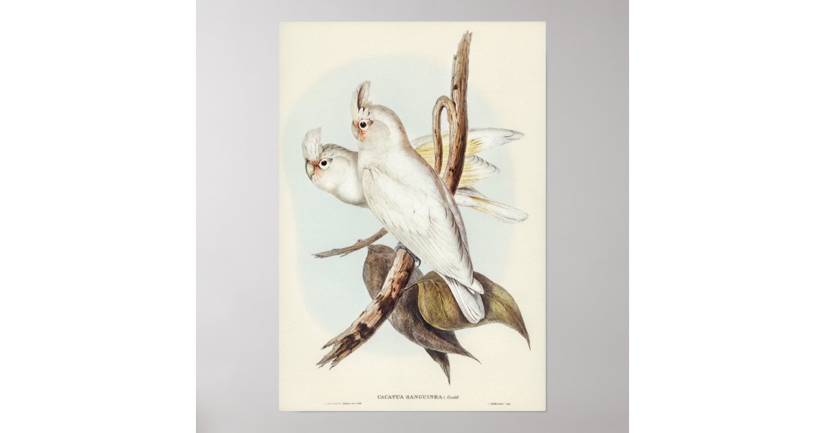 Blood-stained Cockatoo by Elizabeth Gould Poster | Zazzle