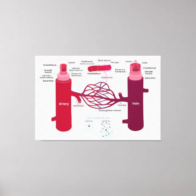 Blood Vessels Diagram Arteries Veins Capillaries Canvas Print | Zazzle