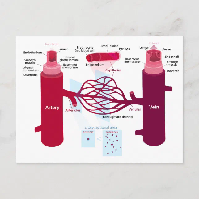 Blood Vessels Diagram Arteries Veins Capillaries Postcard | Zazzle
