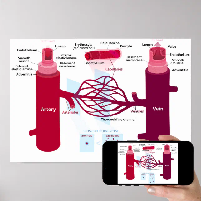 Blood Vessels Diagram Arteries Veins Capillaries Poster | Zazzle