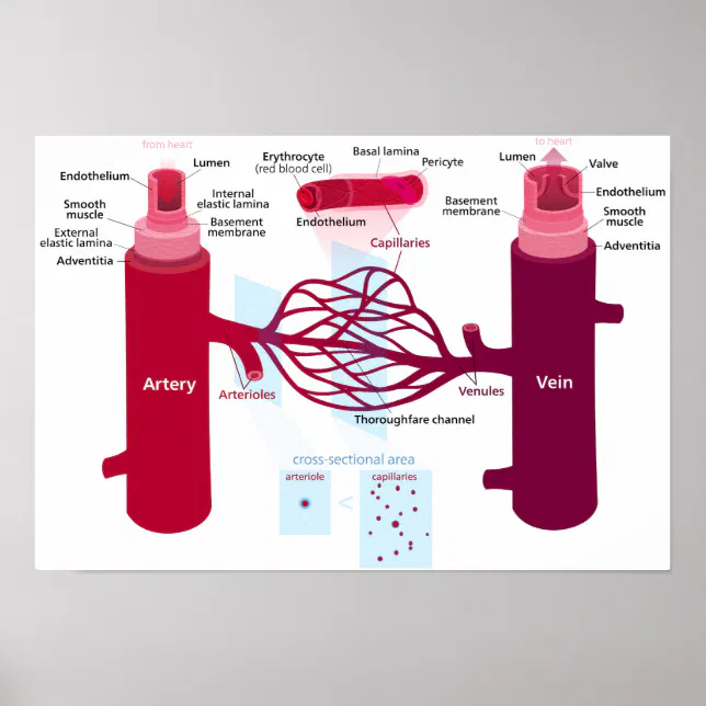Blood Vessels Diagram Arteries Veins Capillaries Poster | Zazzle
