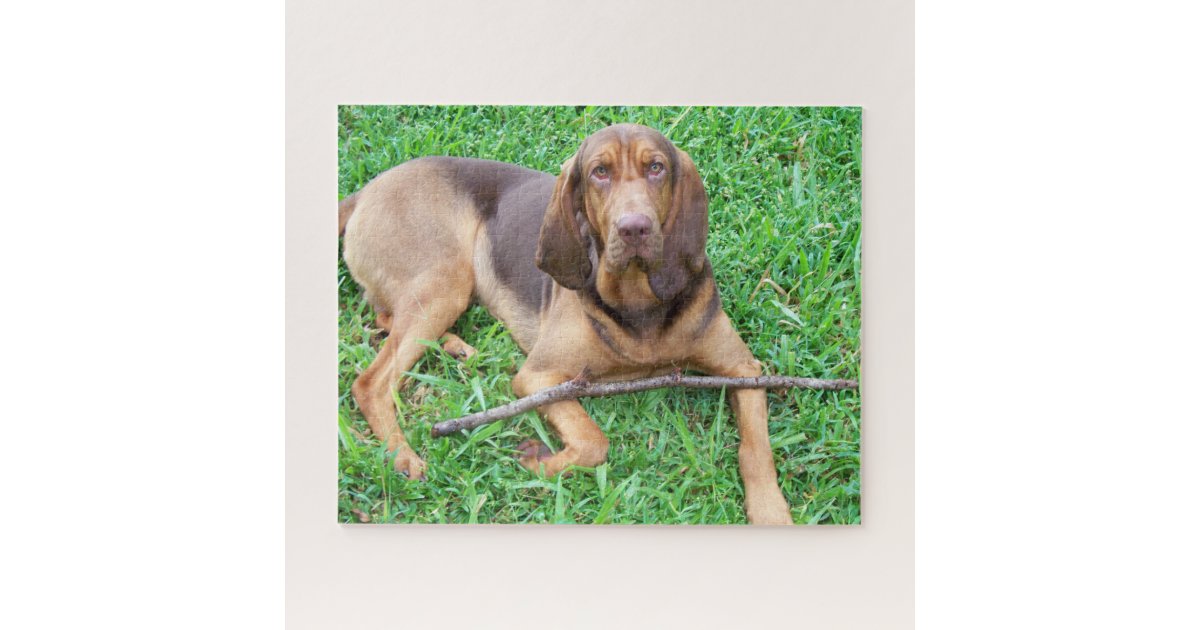 Bloodhound dog - Hunting Scent Hound in the grass Jigsaw Puzzle | Zazzle