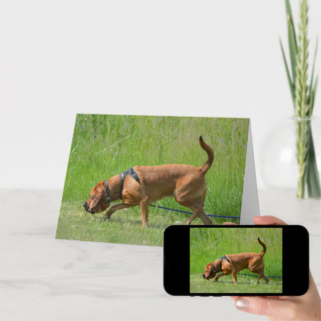 Bloodhound Tracking Dog Photography Greeting Card | Zazzle
