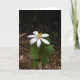 Bloodroot flower card | Zazzle