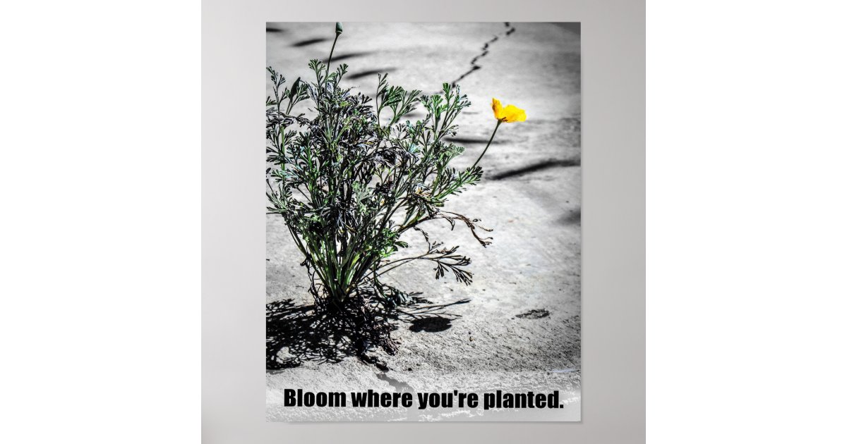 Bloom Where You're Planted Motivational Poster | Zazzle