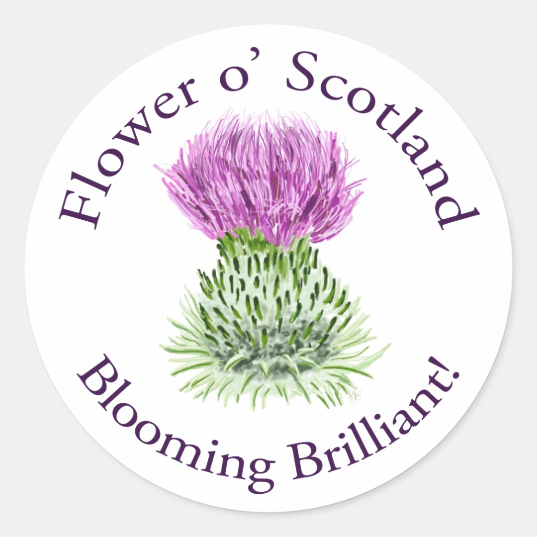 Blooming Brilliant Scottish Thistle Classic Round Sticker | Zazzle