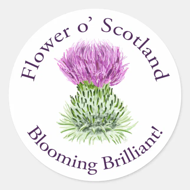 Blooming Brilliant Scottish Thistle Classic Round Sticker | Zazzle