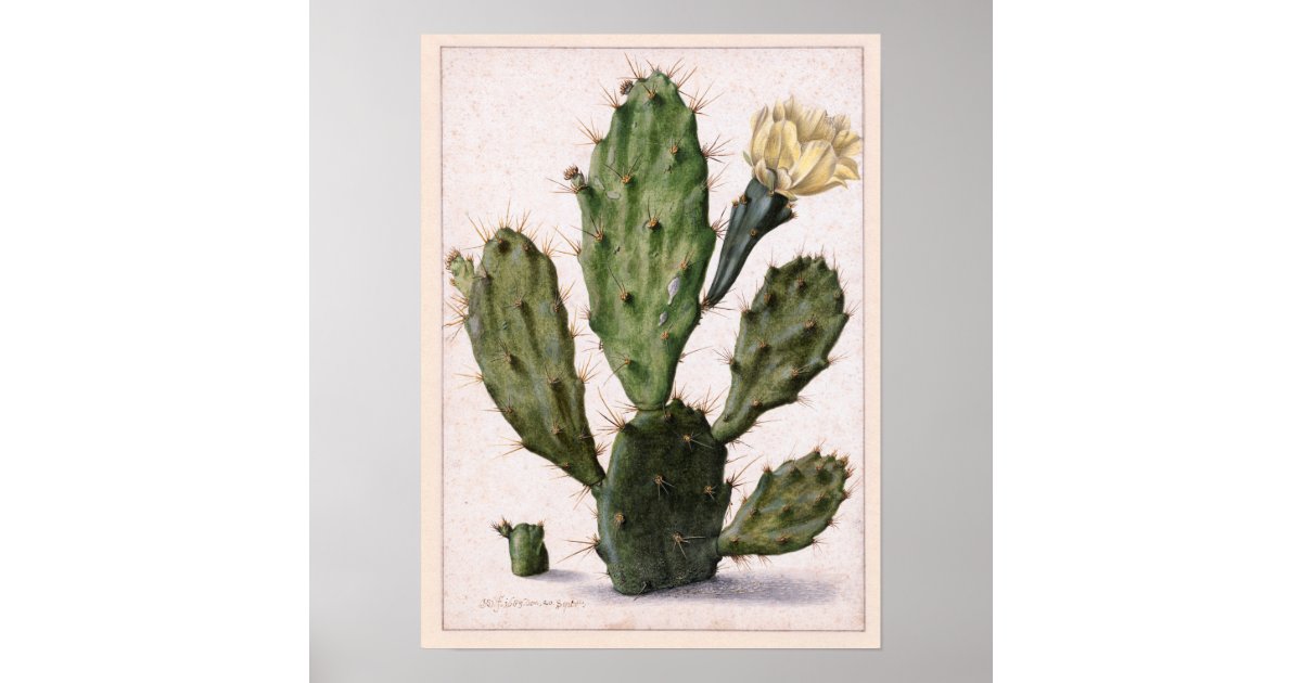 blooming cactus poster | Zazzle