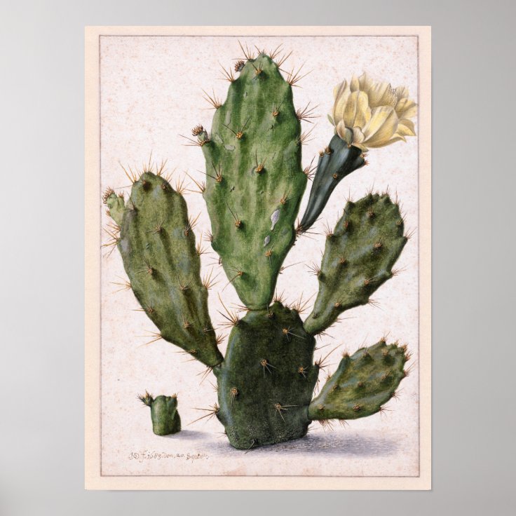 blooming cactus poster | Zazzle