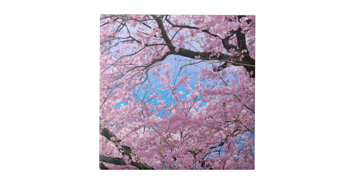 Blooming Cherry Blossoms Ceramic Tile | Zazzle