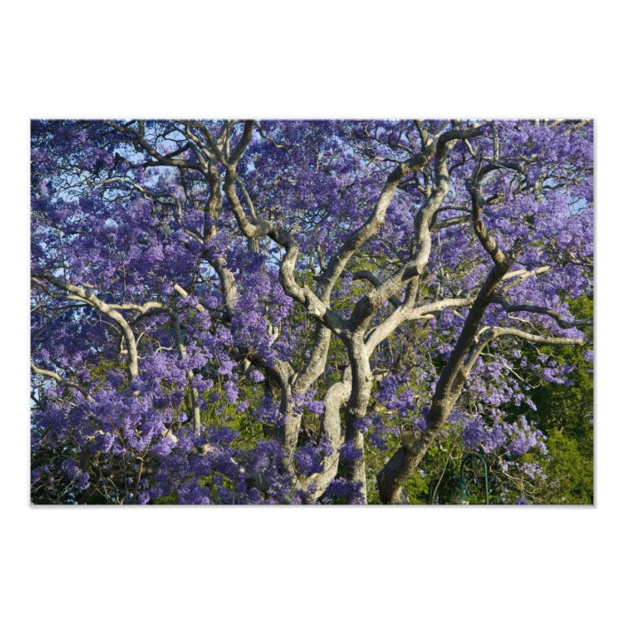 Blooming Jacaranda Trees in New Farm Park, Photo Print | Zazzle.com