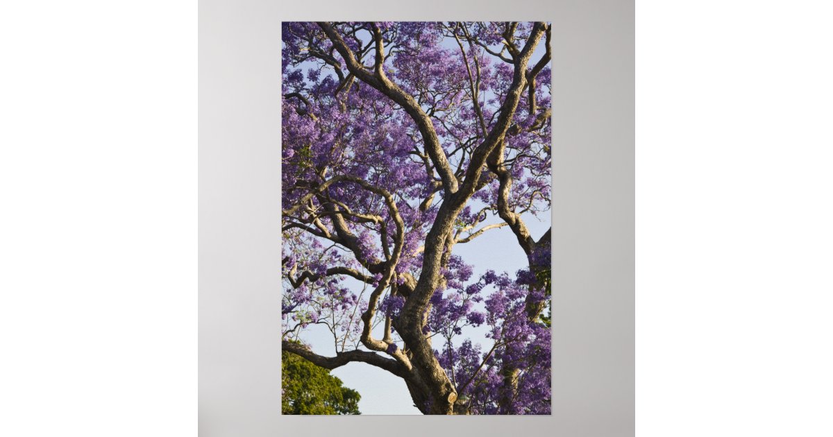Blooming Jacaranda Trees in New Farm Park, Poster | Zazzle