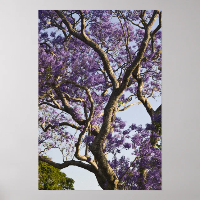 Blooming Jacaranda Trees in New Farm Park, Poster | Zazzle