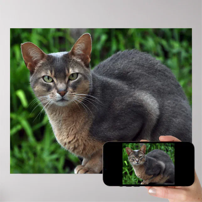 Blue Abyssinian cat - poster | Zazzle