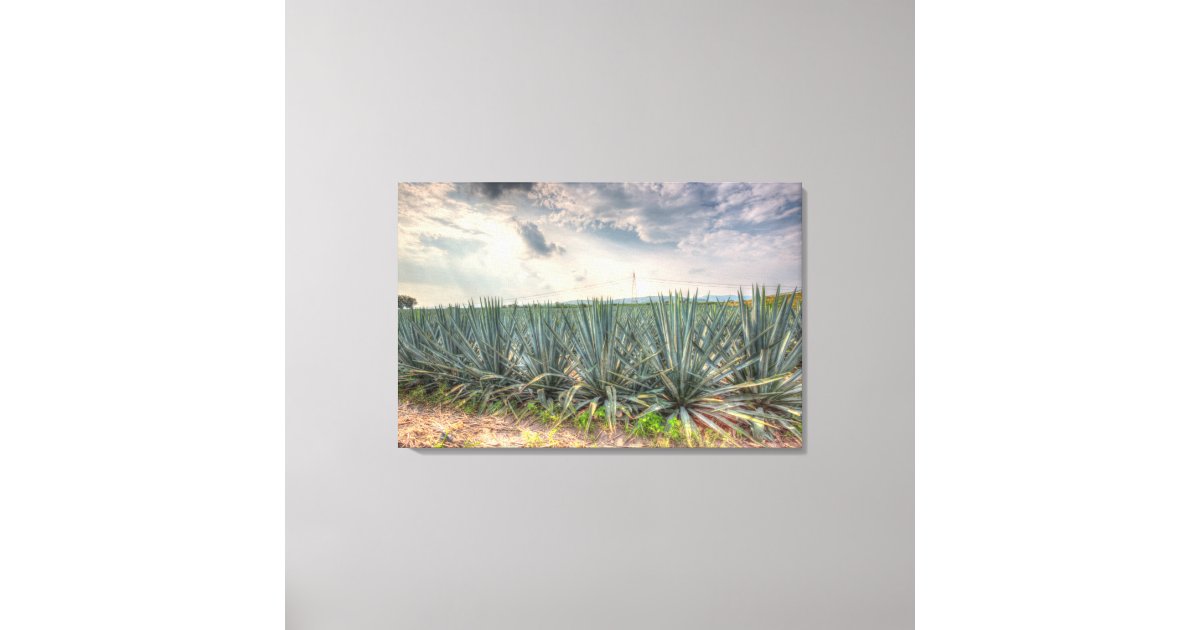 Blue Agave Canvas Print | Zazzle