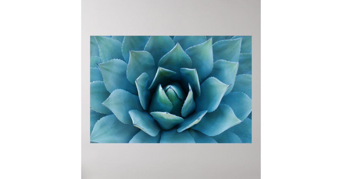 Blue Agave Poster | Zazzle