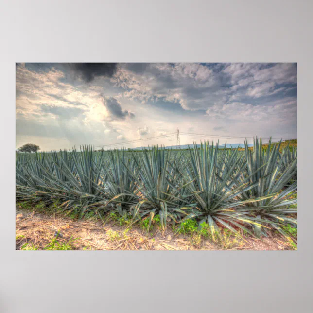 Blue Agave Poster | Zazzle