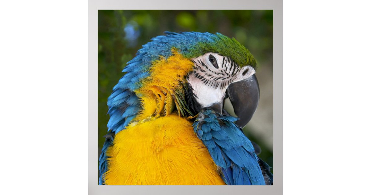 Blue And Gold Parrot Poster | Zazzle